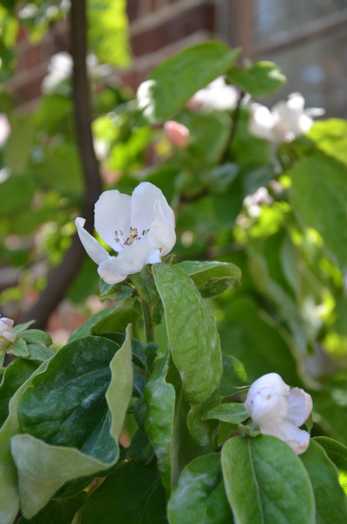 Äkta kvitten - Trädgårdsdesign Peter Englander