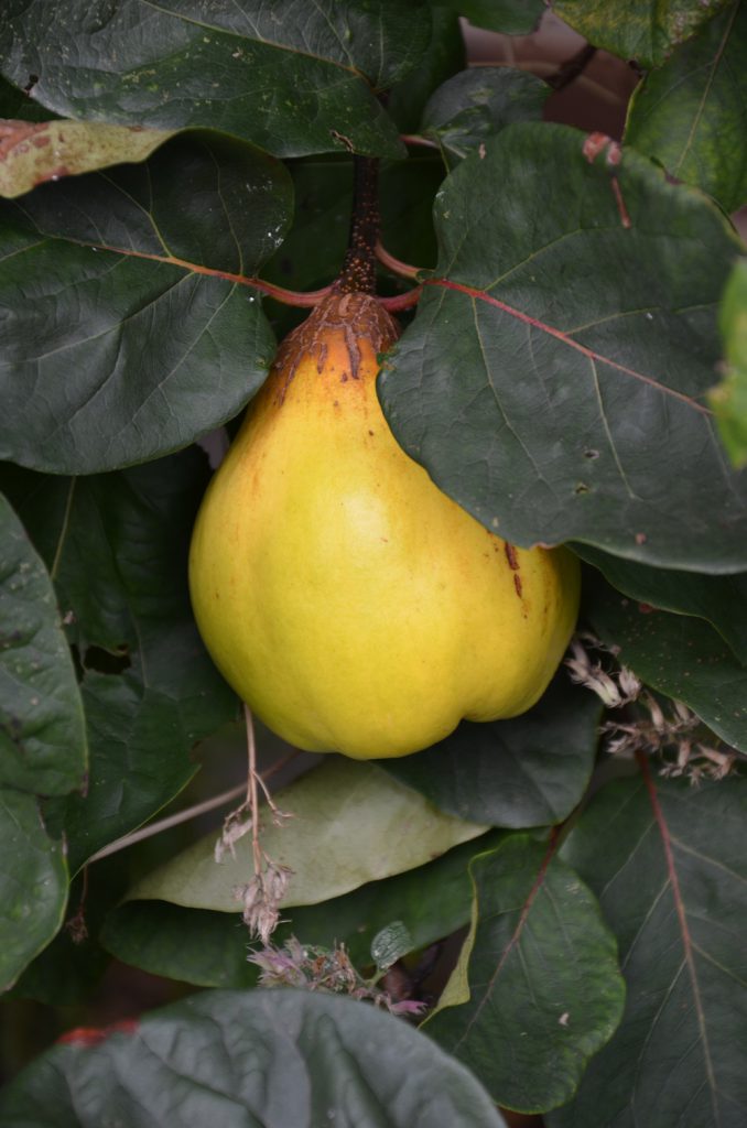 Äkta kvitten - Trädgårdsdesign Peter Englander