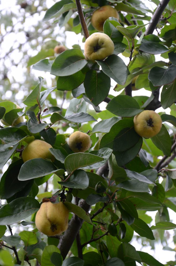 Äkta kvitten - Trädgårdsdesign Peter Englander