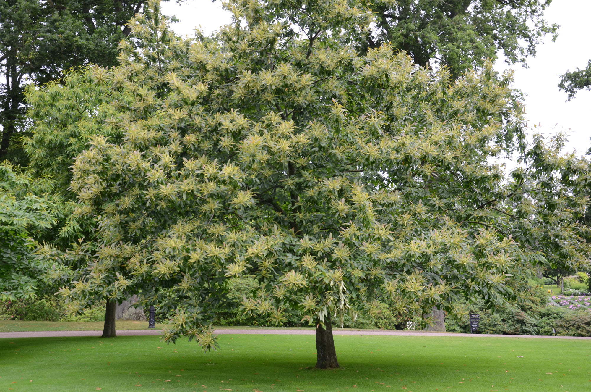 Äkta kastanj - Trädgårdsdesign Peter Englander