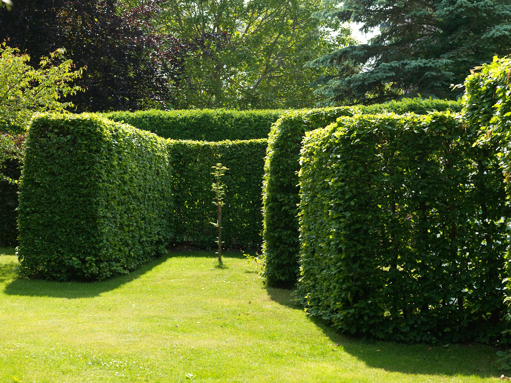 Formklippta träd och buskar - Trädgårdsdesign Peter Englander