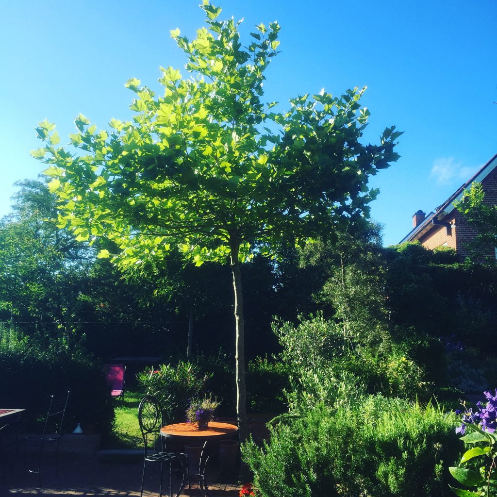 Platan - Trädgårdsdesign Peter Englander