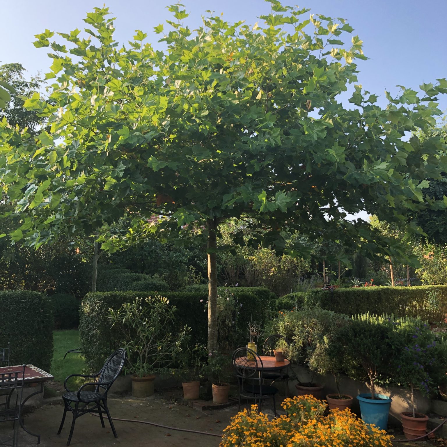 Platan - Trädgårdsdesign Peter Englander