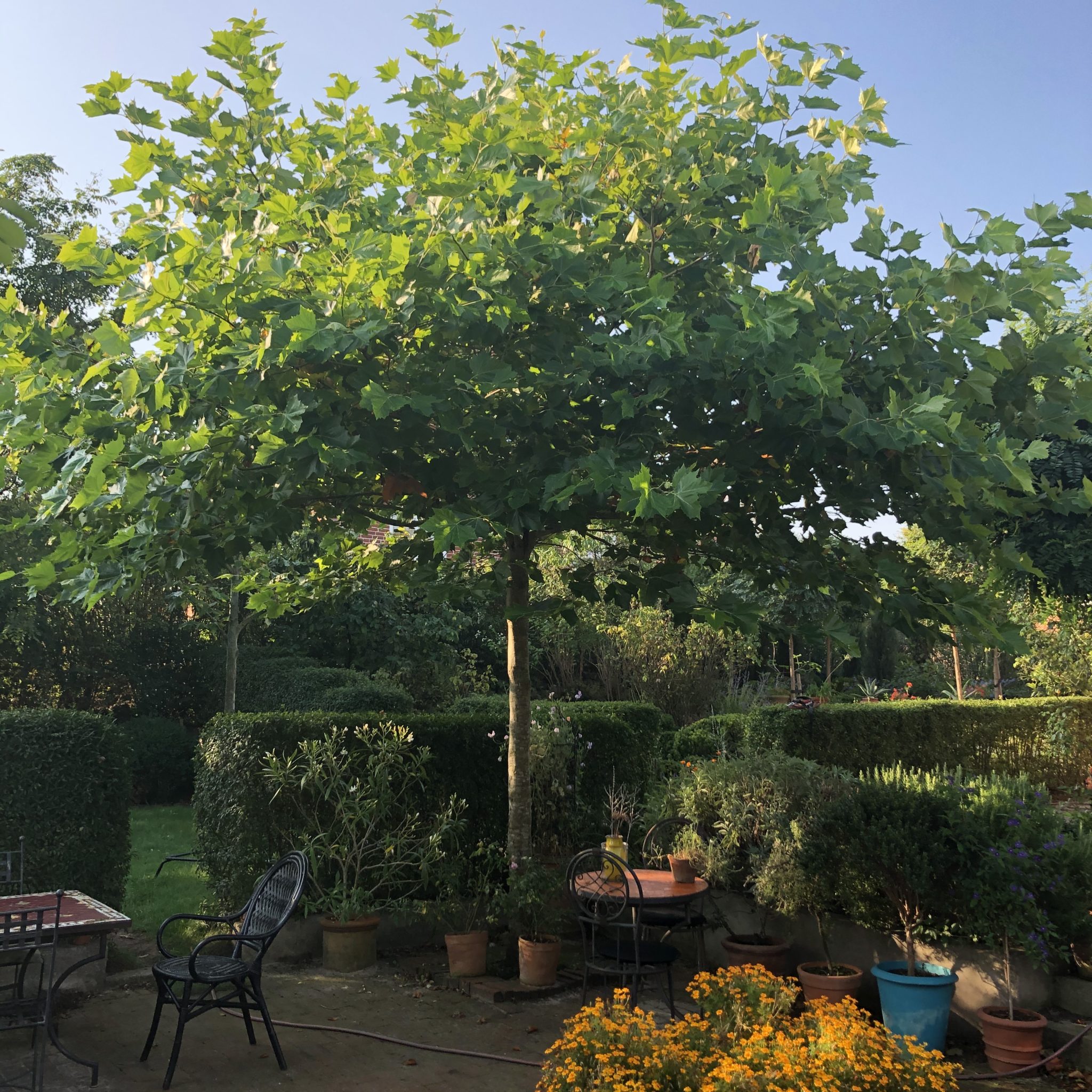 Platan - Trädgårdsdesign Peter Englander