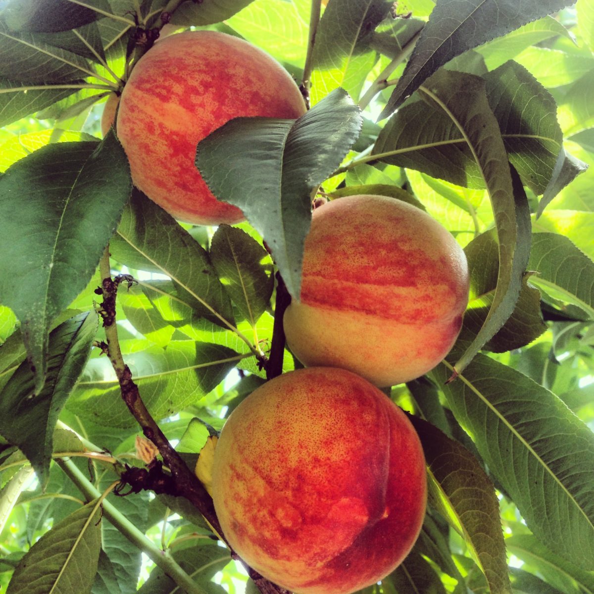 Persika - Trädgårdsdesign Peter Englander