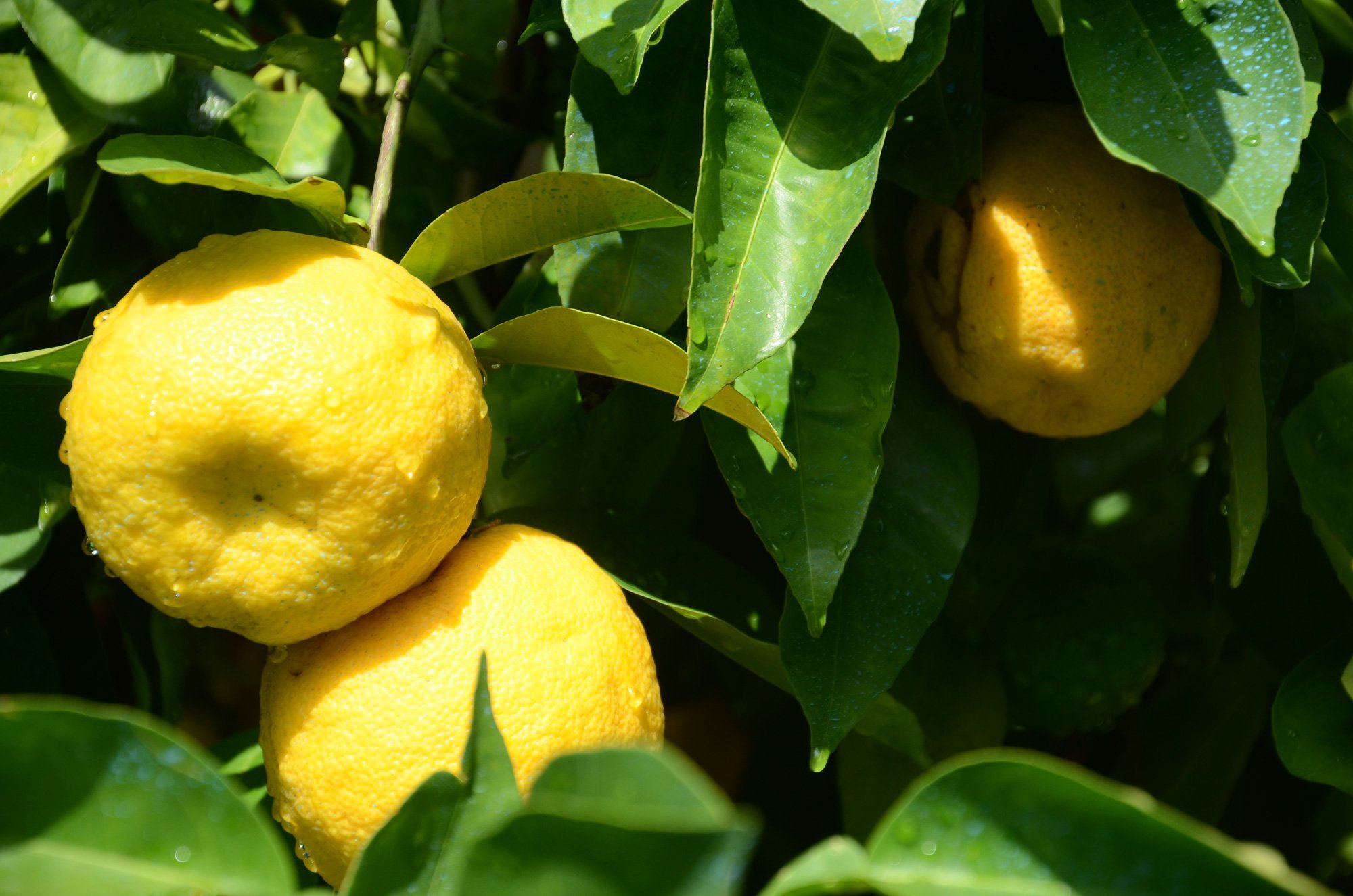 Citron - Trädgårdsdesign Peter Englander